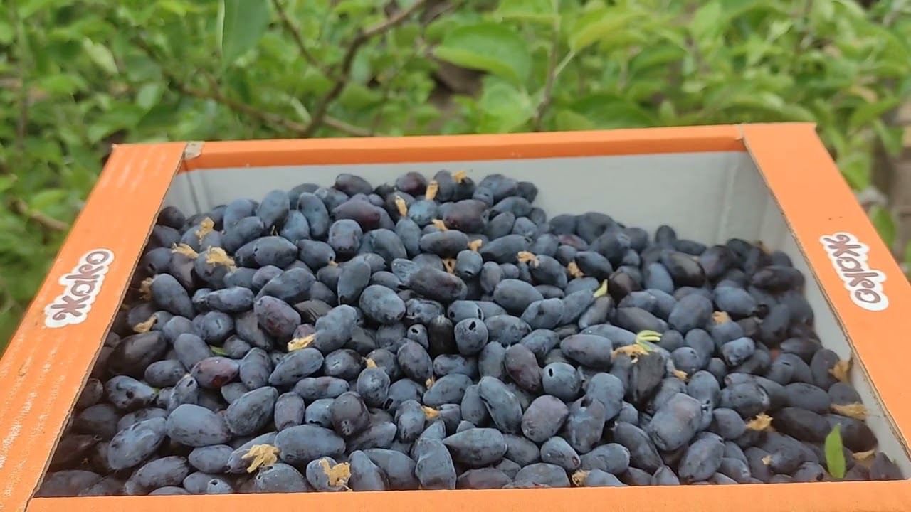 Результаты сбора жимолости 26.05.24