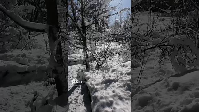 Зимы прощальные минуты прекрасной красотой!