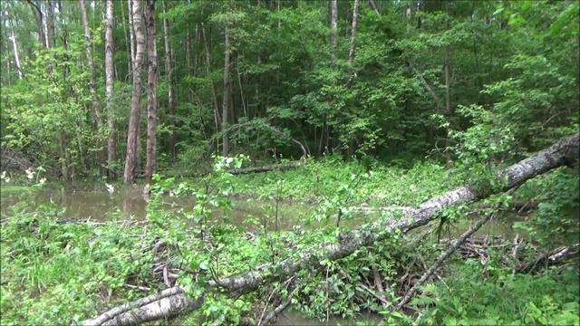 Тихая охота, пытаюсь найти грибы