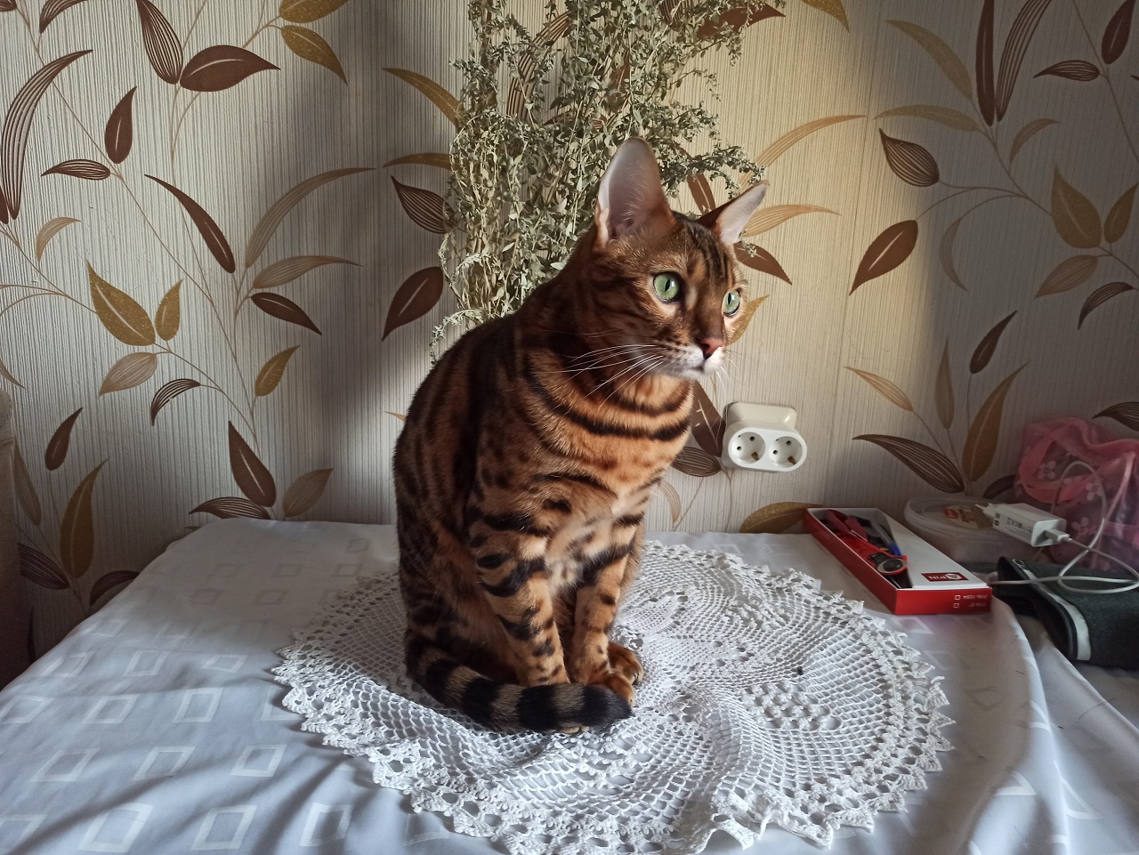 Принесли нам котика. Хозяева от него отказались.