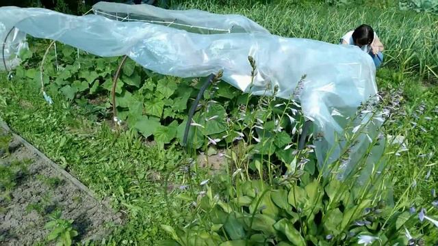 Сделал подпорки для клубники из одноразовых вилок - теперь ягоды всегда чистые