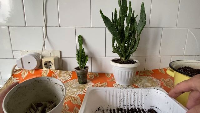 Пересаживаем опунции. Немного о Нолине ;) 8 сентября 2023 г.