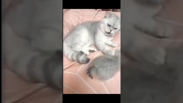 funny cats 28 #shorts.mp4