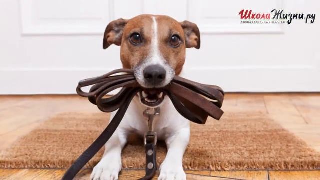 Хэндлер. Кому доверить собаку на выставочном ринге?