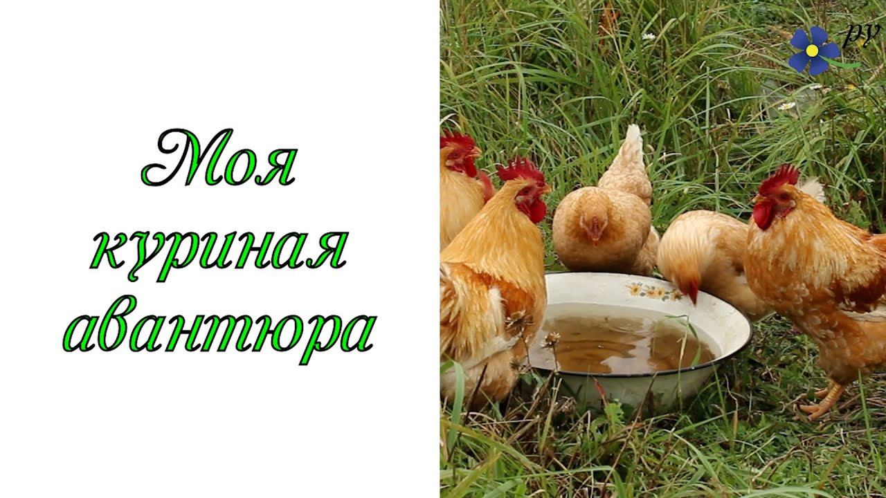 Моя авантюра с курами