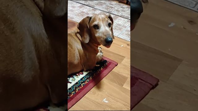 Ага, я усну, а они все игрушки мои потырят! Отдохнёшь тут!