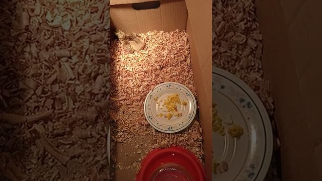 Павлин и первая его ночь