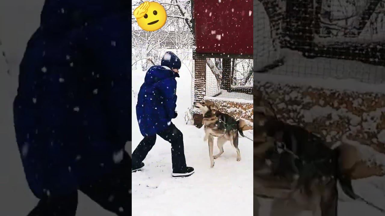 Реальная Тренировка малыша#shortsvideo # пëс#dogs/Real baby training, dog training!