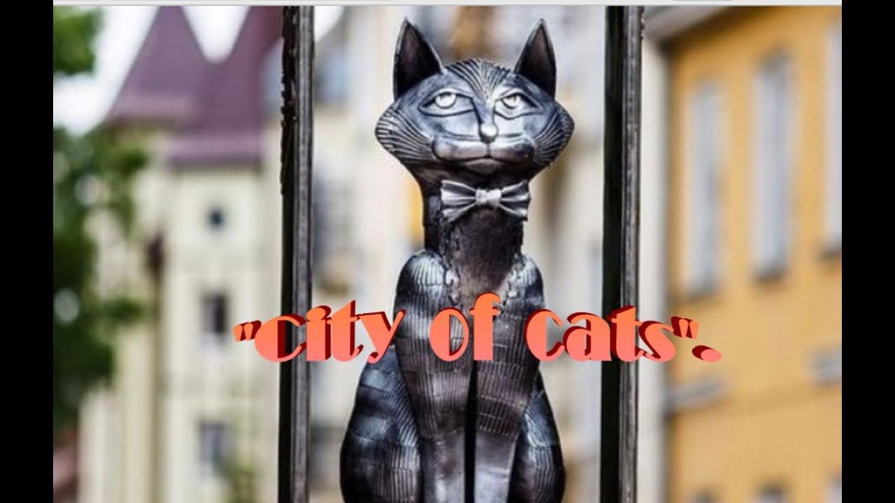 Кошки в  "Городе кошек".