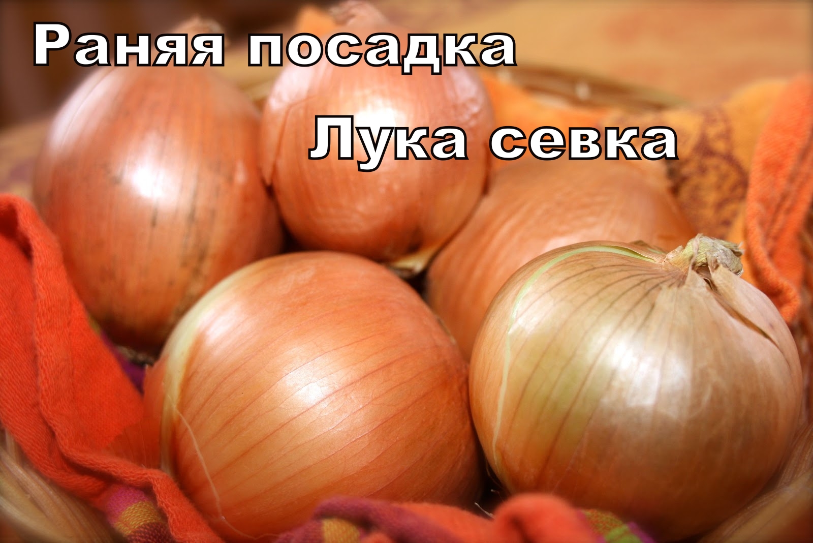 Ранняя посадка лука севка