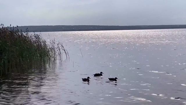 #2 Discover Chelyabinsk  The Wonders of the Shershnevsky Forest  Чудеса Шершневского бора.1080p.mp4