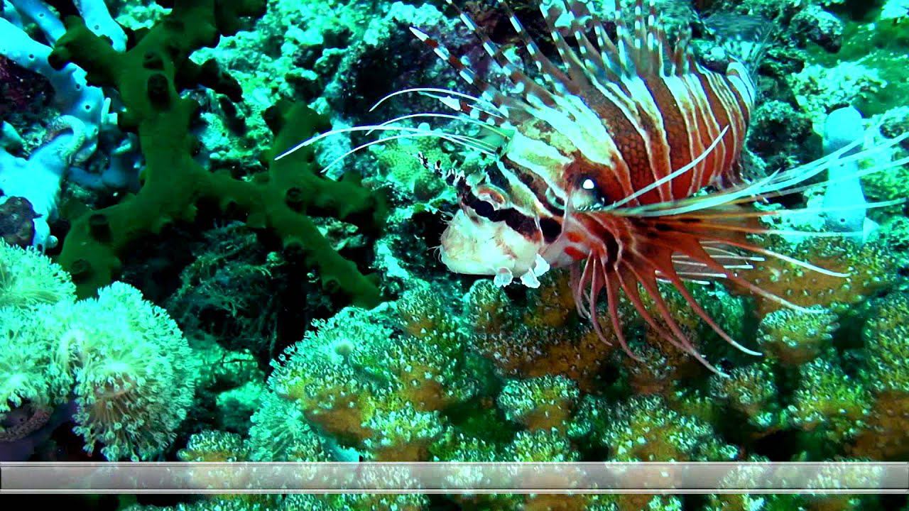Moalboal - Pescador Island