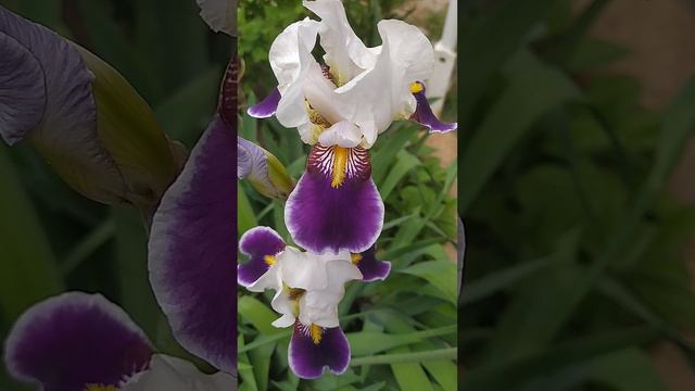 Ирис бордовый и бело -фиолетовый.mp4