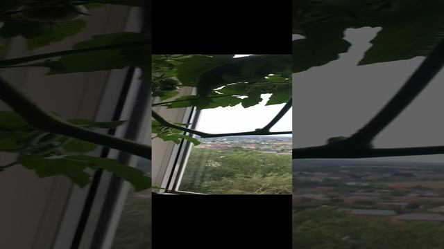 Томаты вверх корнями на балконе.