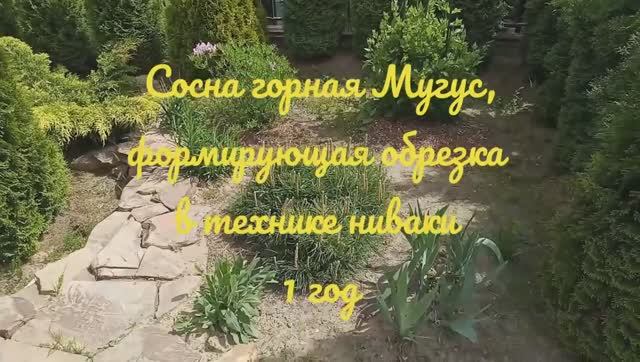 Ниваки из сосны, обрезка 1-го года