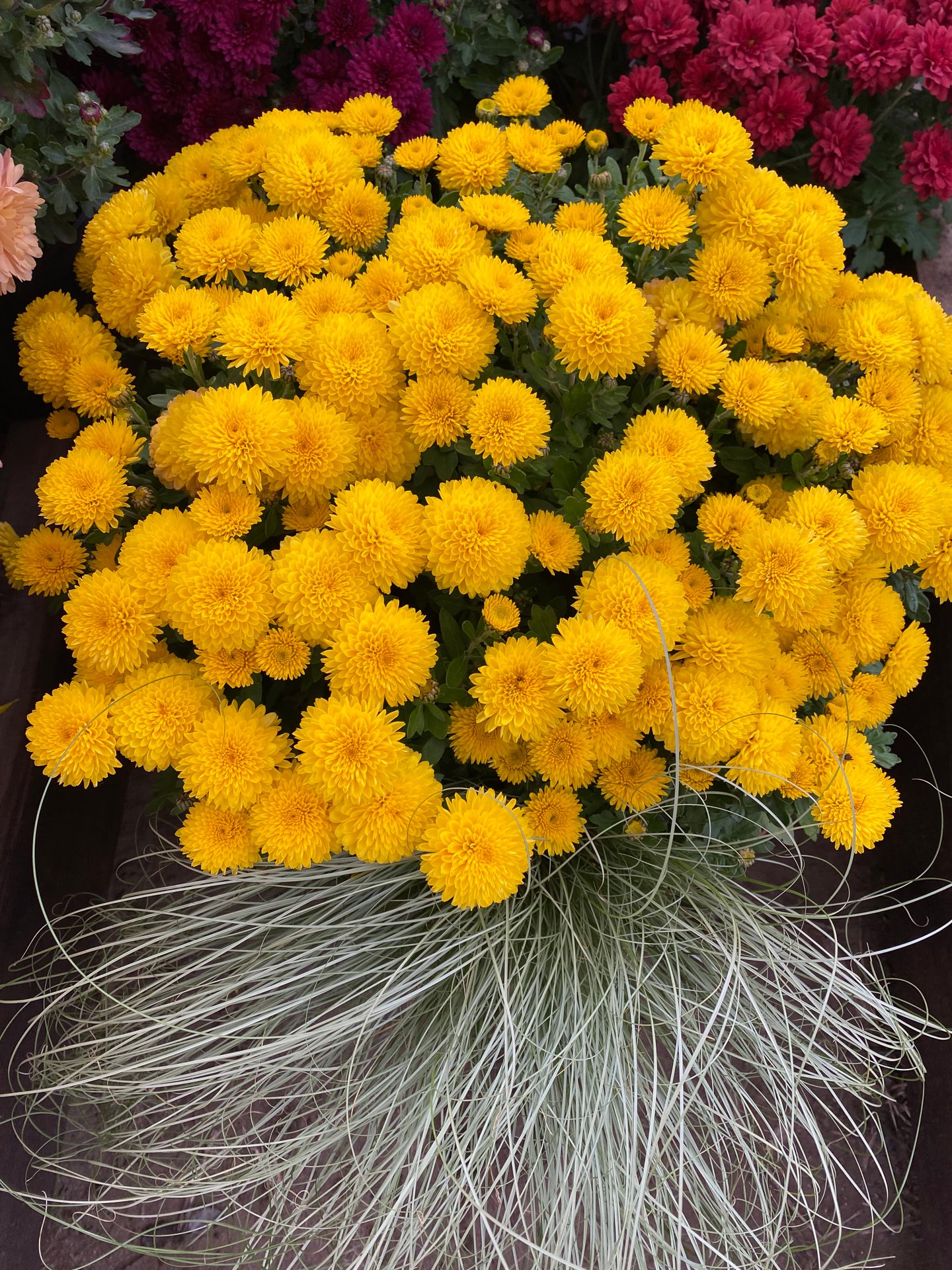 Цветёт хризантема мультифлора. Когда её убирать на зимовку?