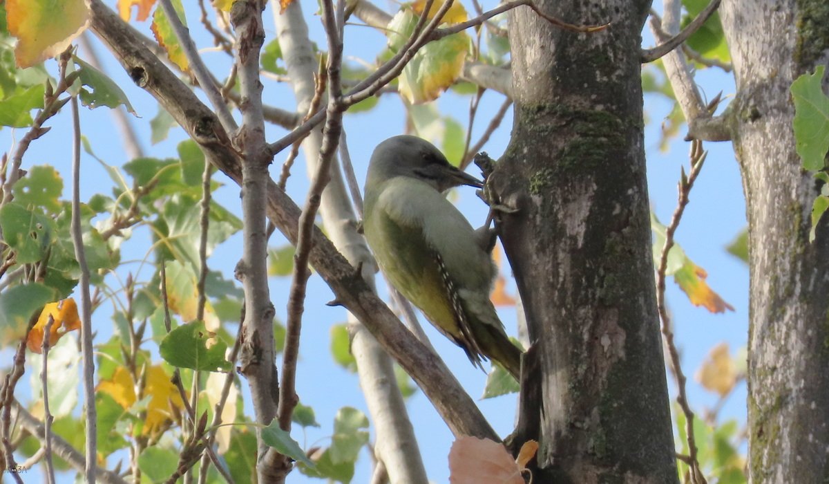 Седые дятлы из рода Зелёных дятлов. Вытаскивают насекомых длинным языком