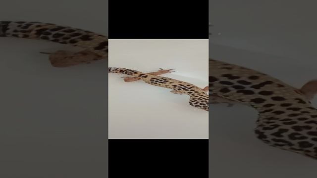 у Тоши водная процедура