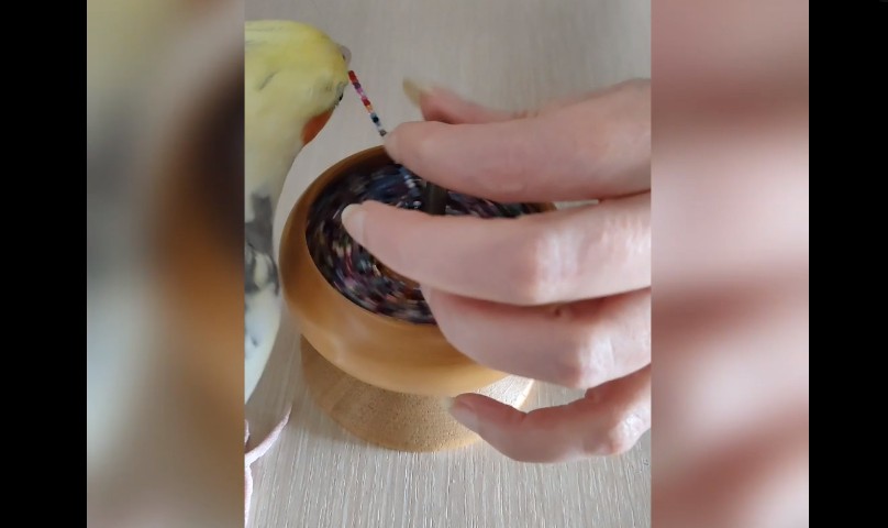 Тоша - демонстратор.