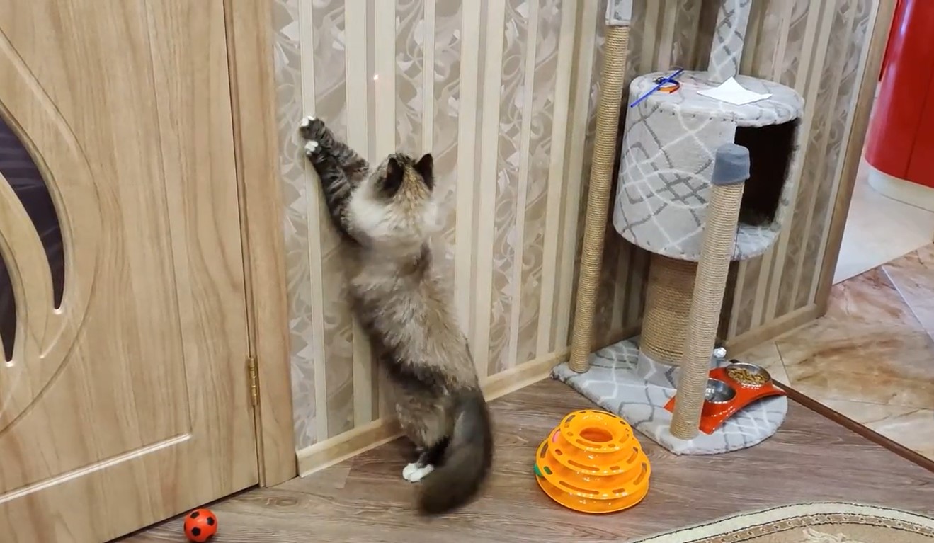 Кот играет. Освоился трусишка.