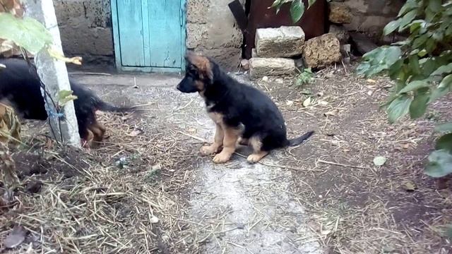 Hella & Happy Yankor Crimea, 2 месяца 3 недели.
ПРОДАЮТСЯ две длинношерстные девчонки!
Документы РКФ