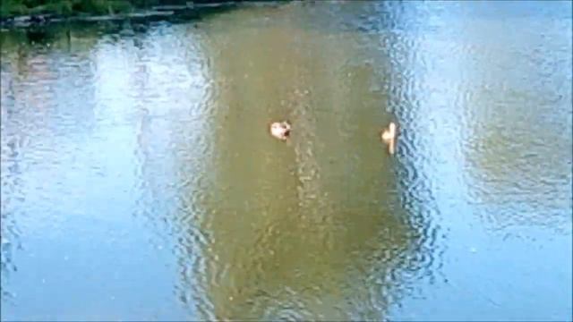 Две дикие утки у берега старого пруда