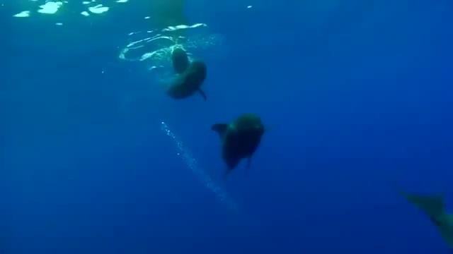 Ассубху бада Очень красивый нашид.