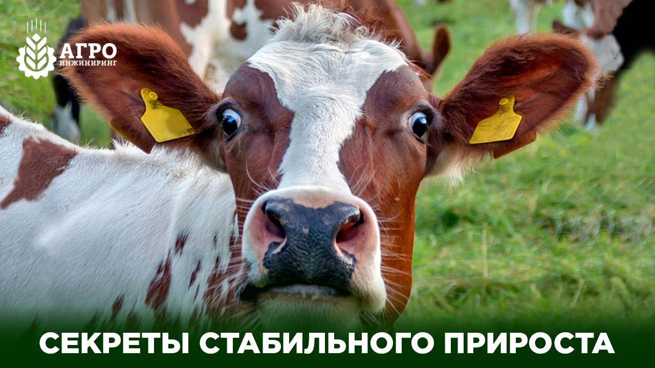 Производите корма кустарным способом. Пора переходить на новый уровень.