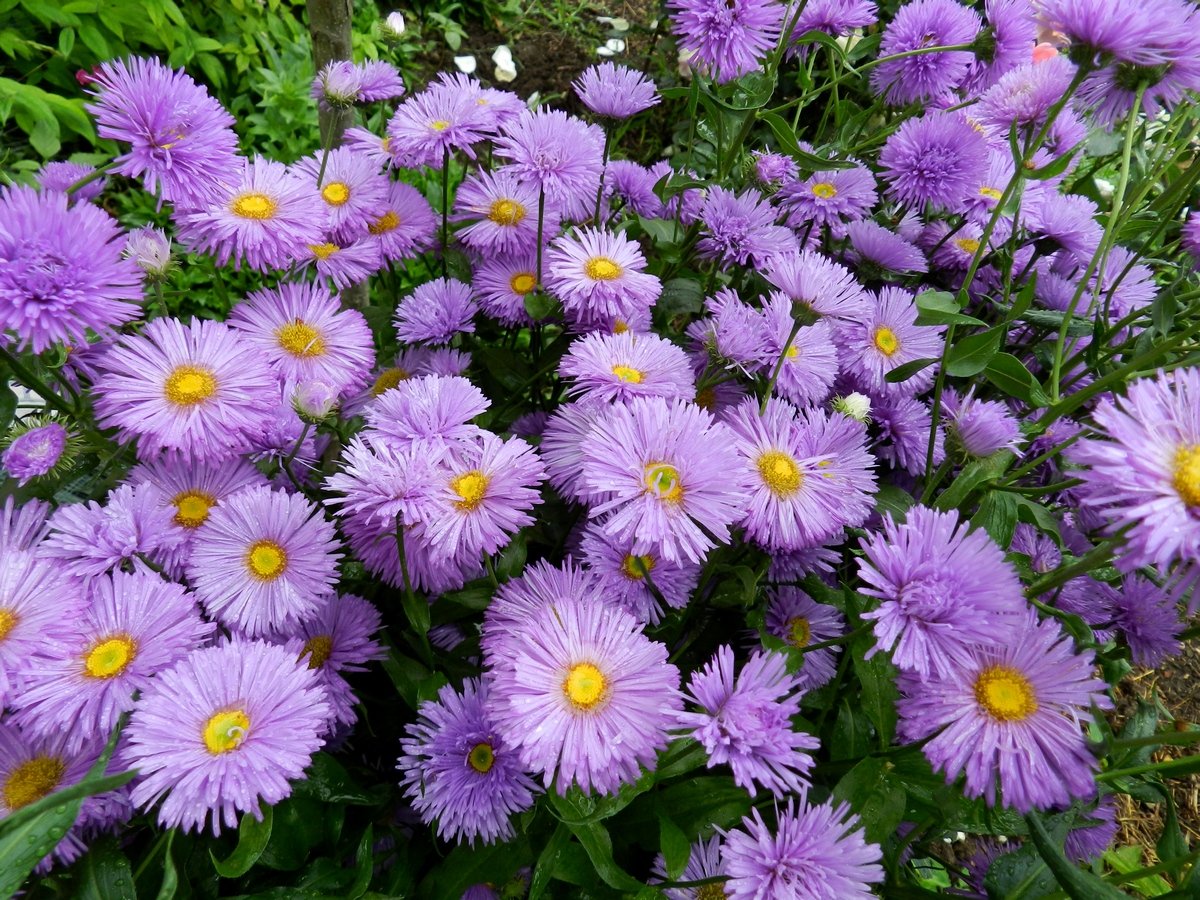 Сад для души или картинка сада? Переоценка ценностей