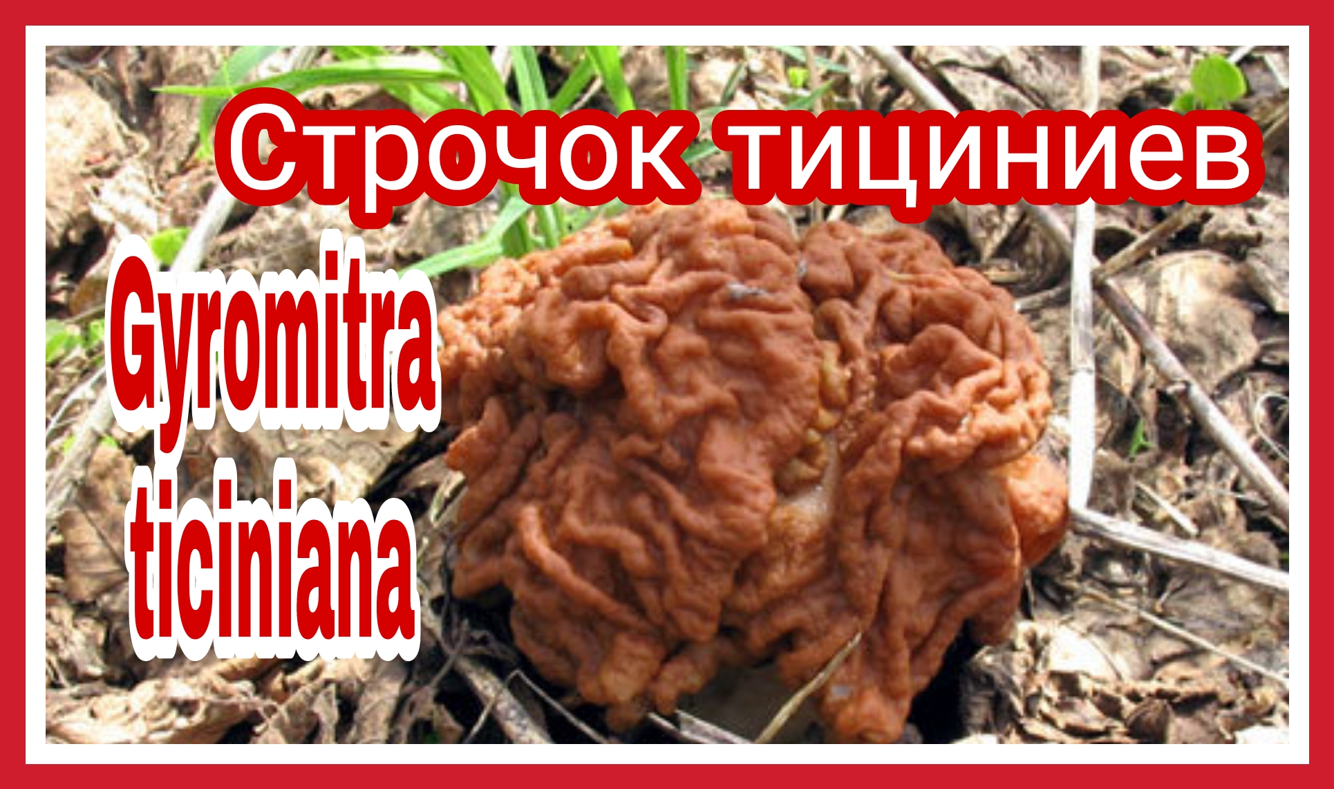 Первые весенние грибы на Кубани.Строчок тициниев (Gyromitra ticiniana)