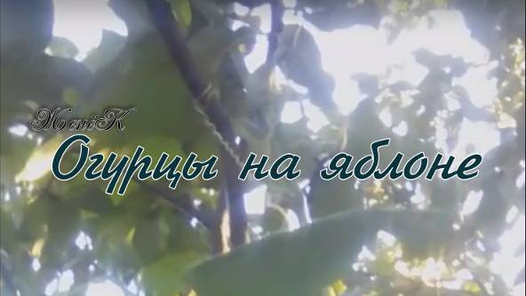 Огурцы на яблоне