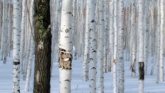 02 Валерий Мик Белая берёза.mp4