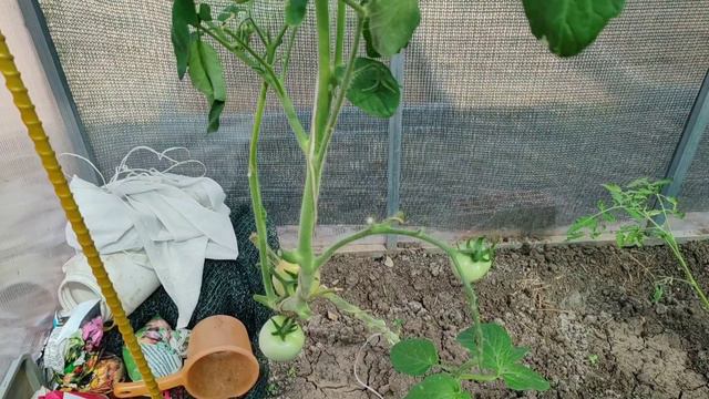 11-14.09.24. Мысхако, Новороссийск. Дела огородные. На концерт Винокура.