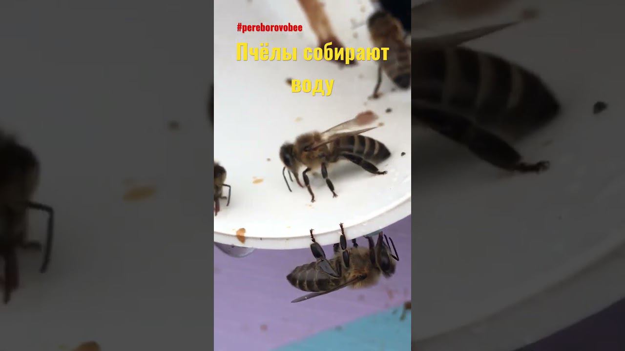Воду собирают #пчёлы #pereborovobee #пчеловодство #honey #пчеловод #мёд #улей #пасека #вода