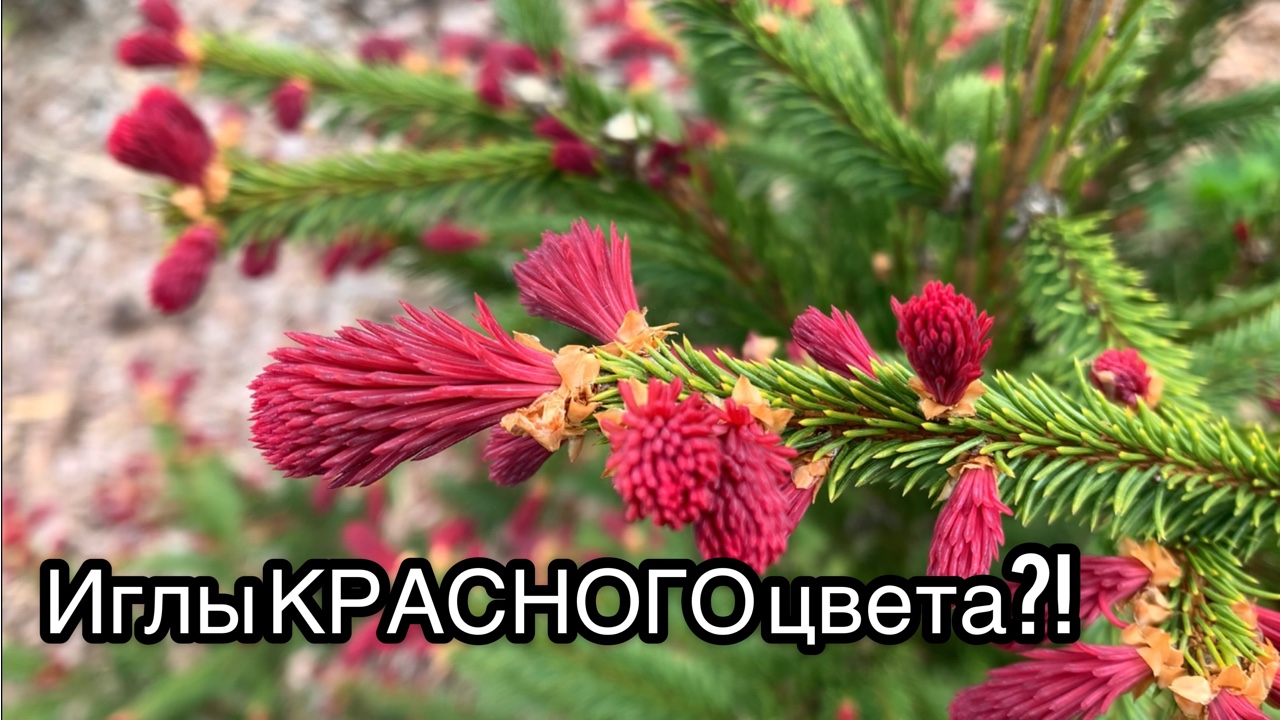 Обзор ели обыкновенной Rydal.