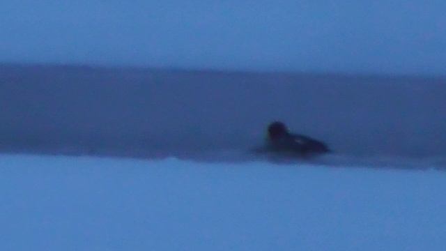 Луток, наблюдение птиц в Великом Новгороде, 3 декабря 2023