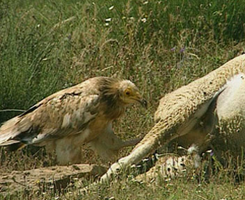 ПИРШЕСТВО СТЕРВЯТНИКОВ