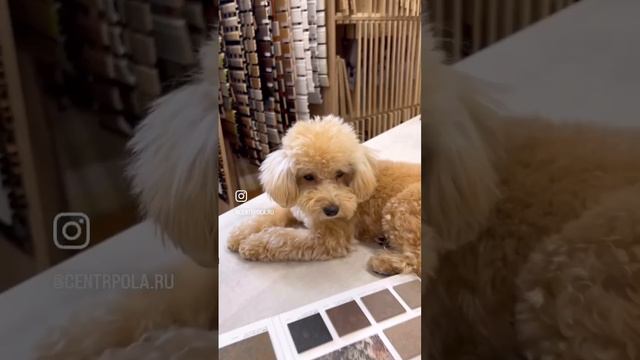 Пол дляживотных