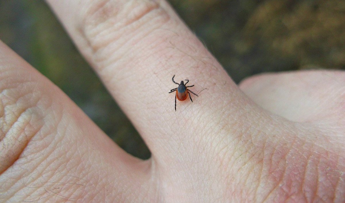 100% защита от Клещей! Как защититься от укусов?