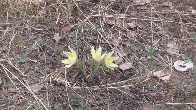 Подснежники, прострел и муравейник