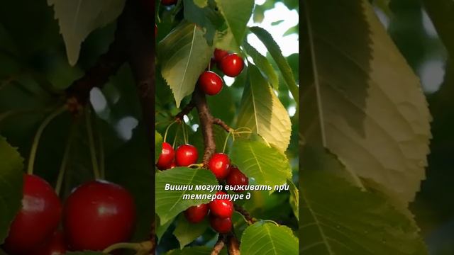 Факт про Вишню 🍒
