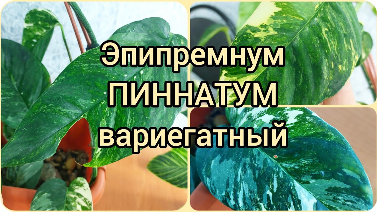 #ЭПИПРЕМНУМ Пиннатум вариегатный? #растения лианы? #освещение #содержание #уход #цветы #опора #све