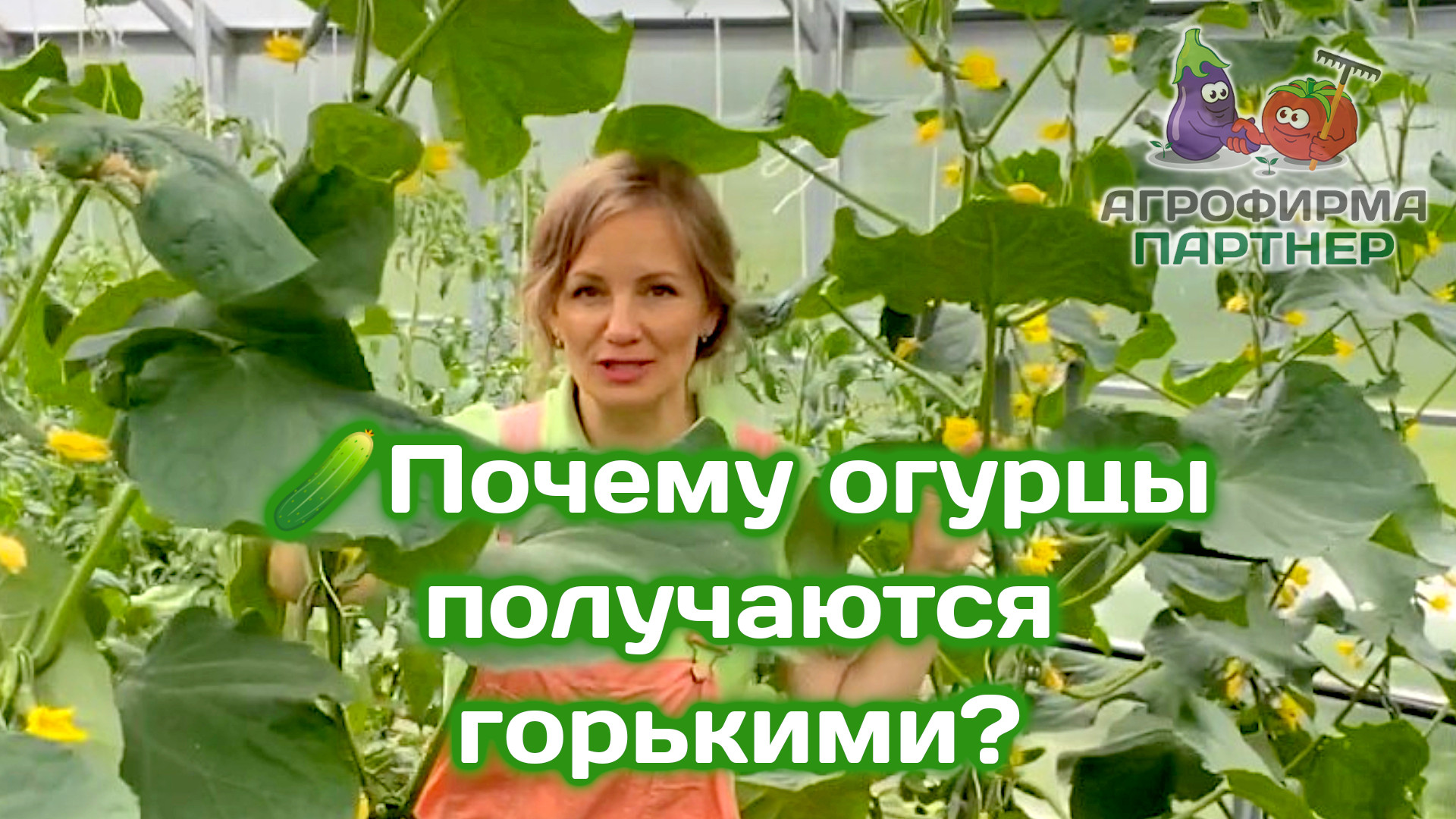 Почему горчат огурцы