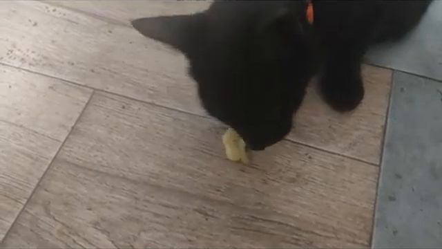 Как деревенский кот уплетает батины жаренные кабачки.)))