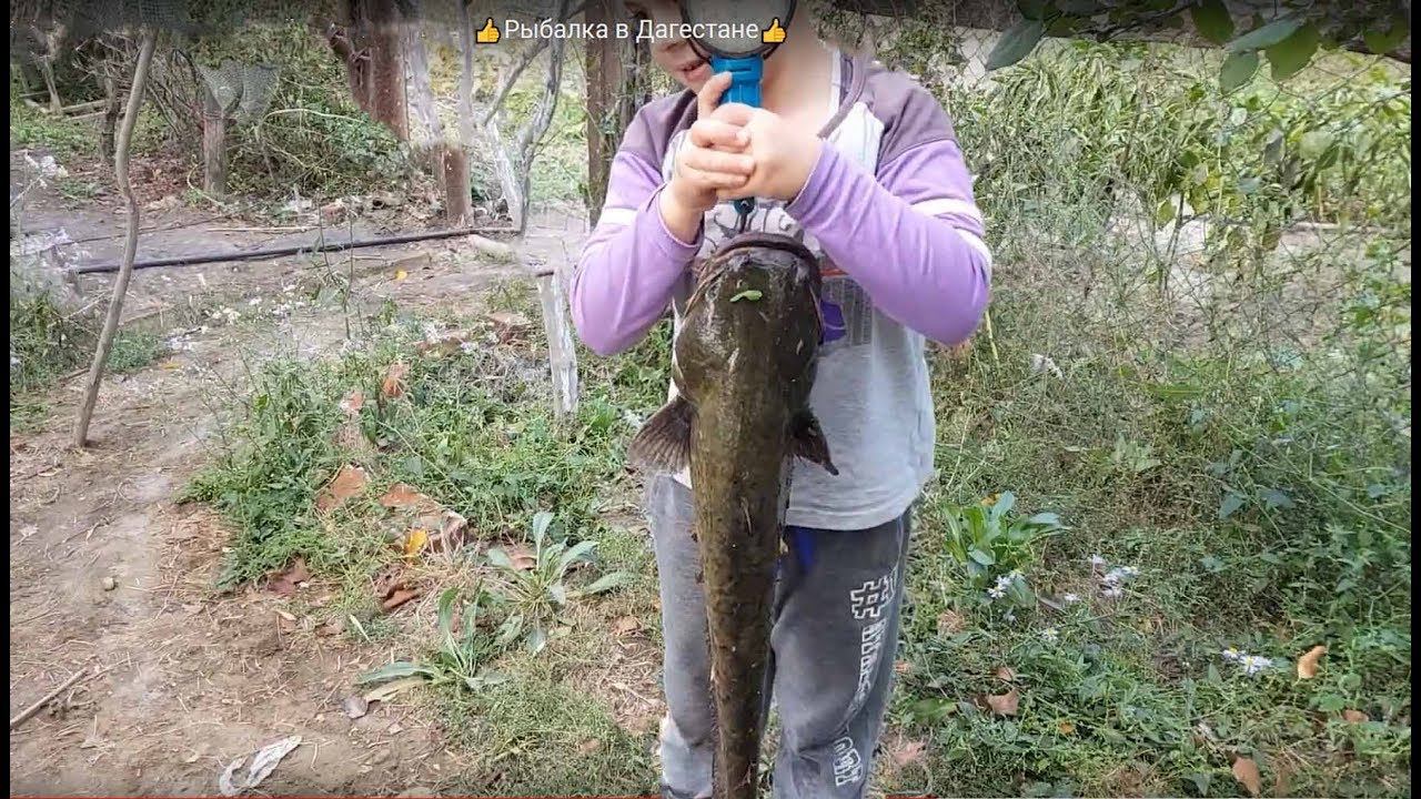 Ибрагиму Попался Хороший Сом на Китайскую Ловушку  Рыбалка в Дагестане