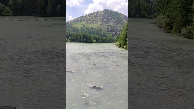 Мост через реку Аргут. Алтай.