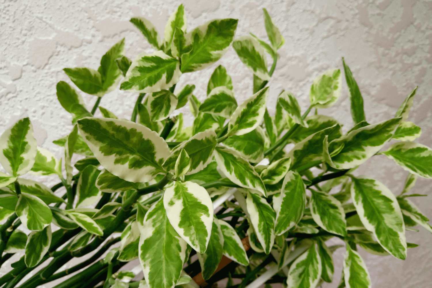 Черенкование, укоренение педилантуса титималоидного (Cutting, rooting of Euphorbia tithymaloides)