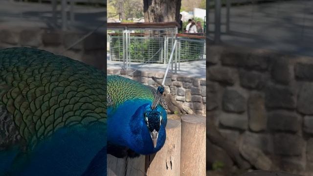 ЩАС КАК КРИКНУ!