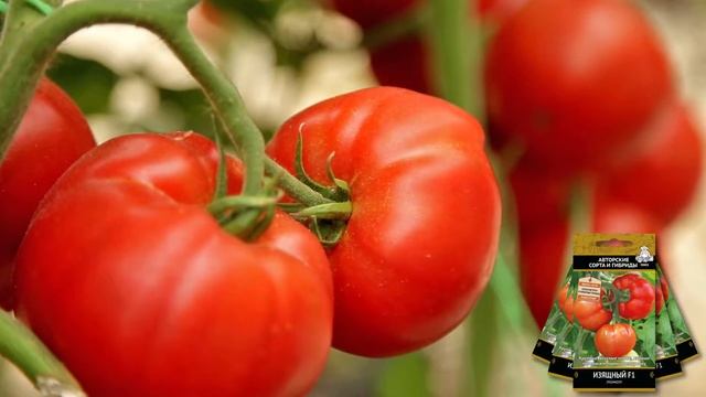 Сорт томатов Изящный