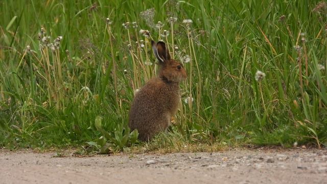 Заяц-Беляк, наблюдение в Новгородской области, Вяжищи, 26 мая 2024